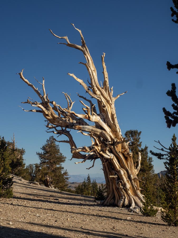 Ancient Bristlecone Pine Tree Stock Photo - Image of white, bristlecone ...