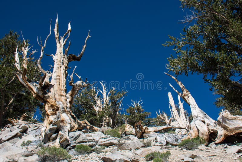 Ancient Bristlecone Pine Tree Forest in Inyo National Forest. Wide ...