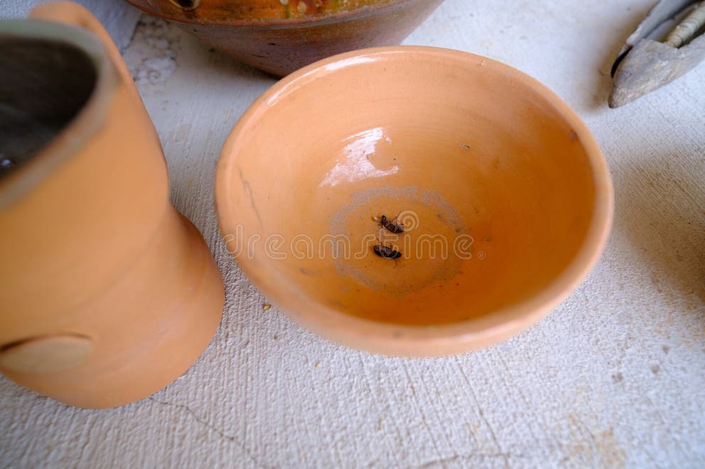 An Ancient Brown Clay Bowl. Two Insects in a Bowl Stock Photo - Image ...