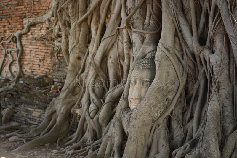 The Ancient Buddha Head with the Root of the Bodhi Tree at Mahathat ...