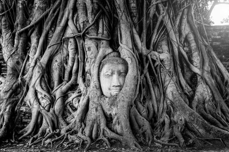 Ancient Buddha Head in Tree Roots Stock Image - Image of asia ...