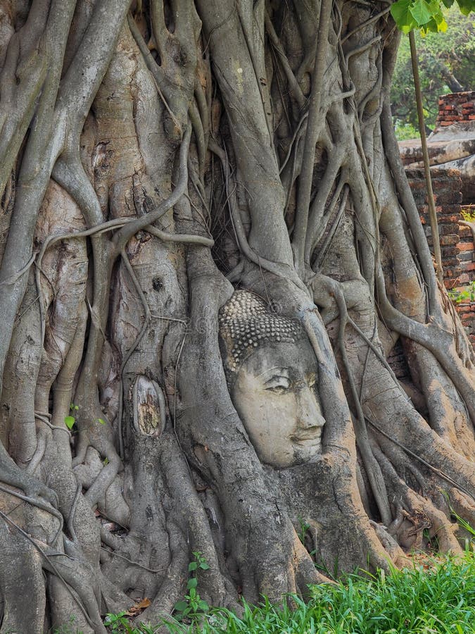 Ancient Buddha Head in Tree Roots Stock Image - Image of statue, head ...