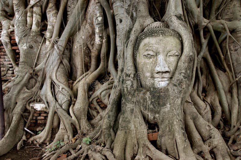 Ancient Buddha image tree stock photo. Image of ancient - 10689838