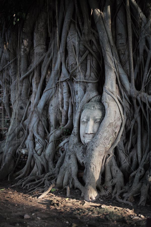 Ancient Buddha in Tree Roots Stock Image - Image of temple, tourism ...