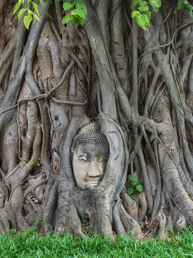 Ancient Buddha Head in Tree Roots Stock Photo - Image of statue ...