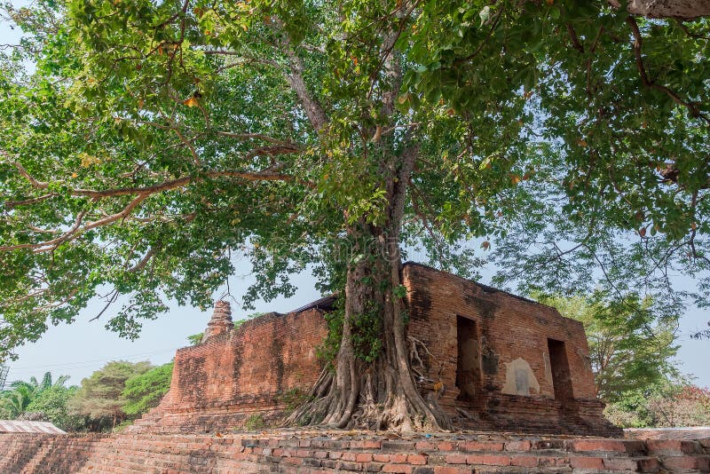 The Ancient Building Was Under a Large Tree Stock Image - Image of ...