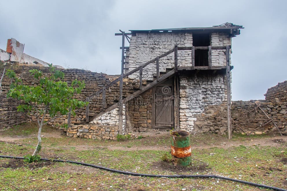 Ancient Canopy: Old Canopy in the Forest Stock Image - Image of ...