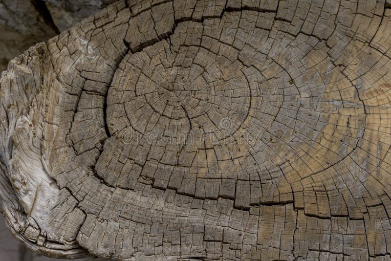 Cedar Stump stock photo. Image of rings, cedar, stump - 79222776