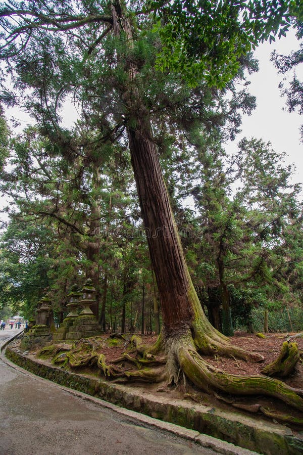 Ancient Cedar Tree with Exposed Roots in Nara Forest Shrine Stock Image ...