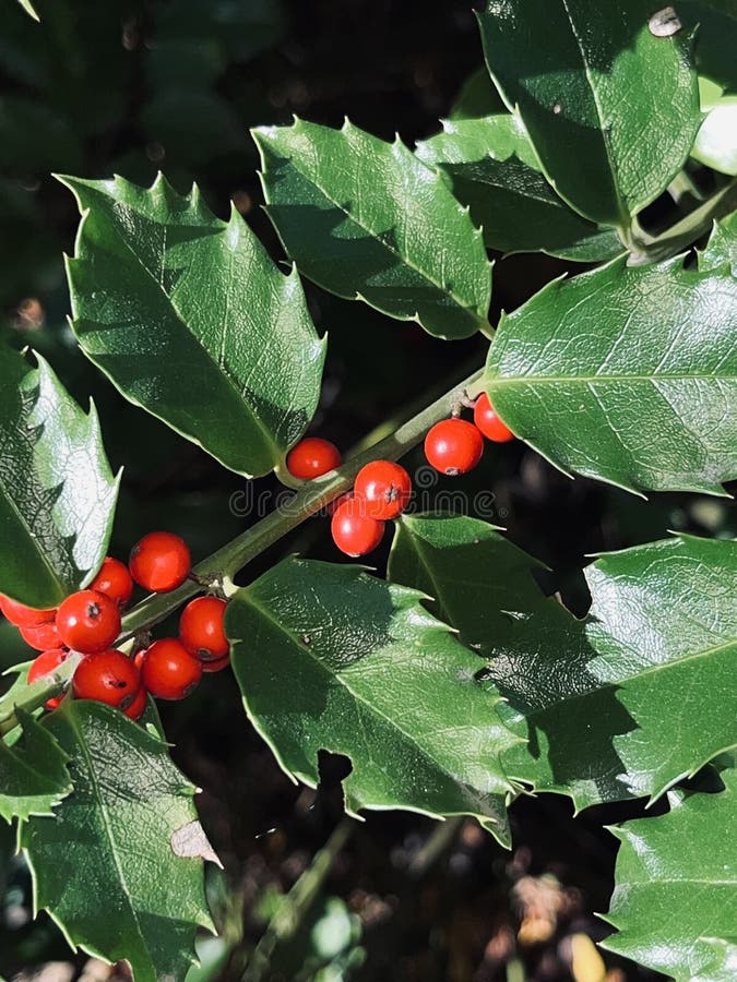 Vertical Closeup, American Holly with Berries and Leaves, Christmas ...