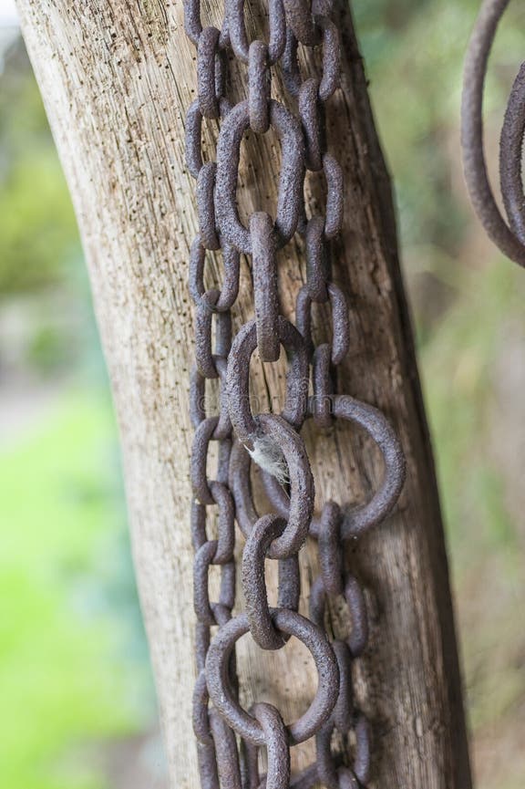 Ancient Chain Links Dangle from the Weathered Bark of a Tree Stock ...