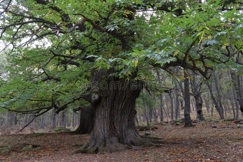 Ancient tree stock photo. Image of flower, chestnut - 260343942
