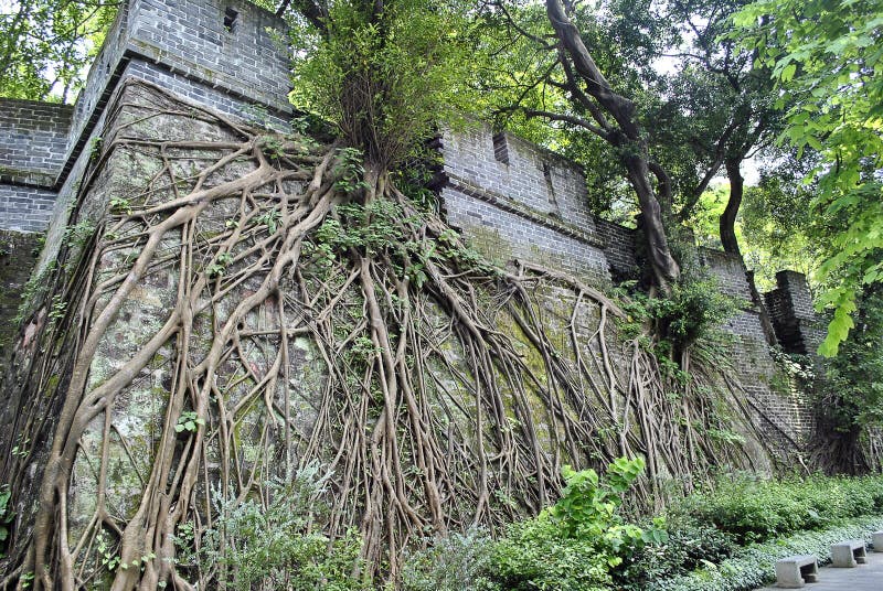 An Ancient Chinese Wall with Trees and Roots Growing Stock Image ...