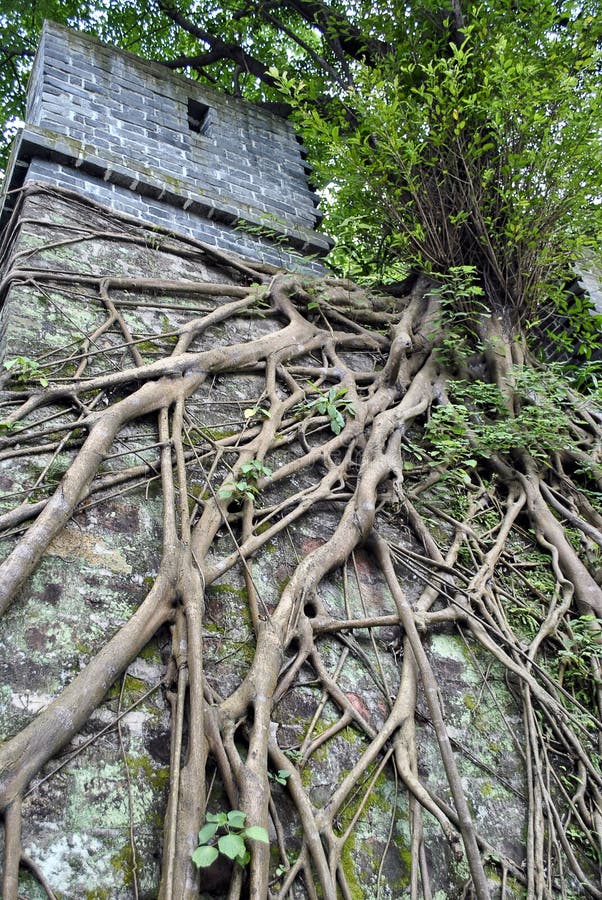 An Ancient Chinese Wall with Trees and Roots Growing Stock Image ...