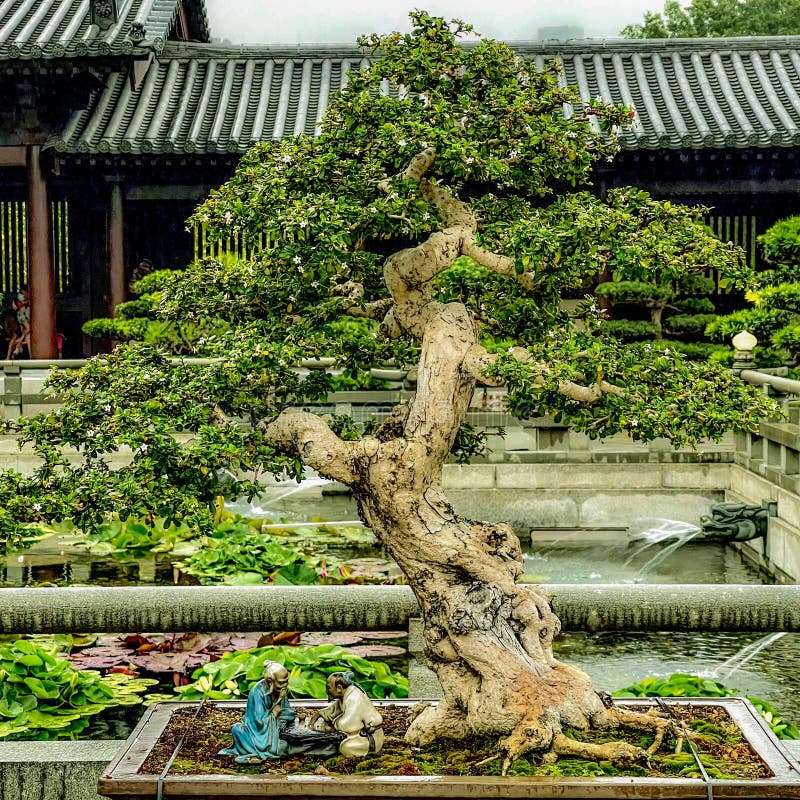 Wisdom Tree Hike at Griffith Park, California Stock Image - Image of ...