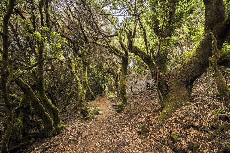 Ancient Clouds Laurel Forest Stock Image - Image of prehistorical ...
