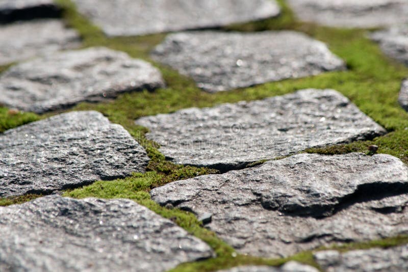 Ancient Cobblestone with Grass, Close Stock Photo - Image of moss ...