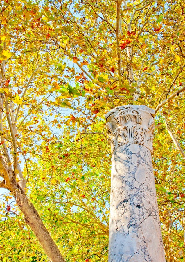 Hipocrates Tree Stock Photos - Free & Royalty-Free Stock Photos from ...