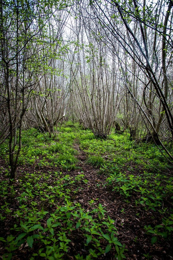 Tall Coppiced Trees in a Woodland in Kent, England, UK. Stock Image ...