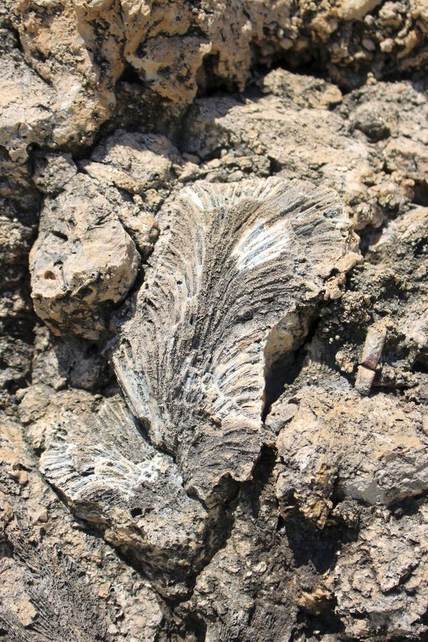 Ancient Coral Fossil Embedded in Rugged Coastal Rock Formation Stock ...