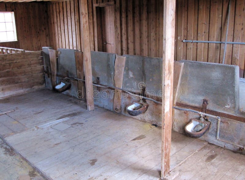 Ancient cow cubicles stock photo. Image of woebegone - 31110062