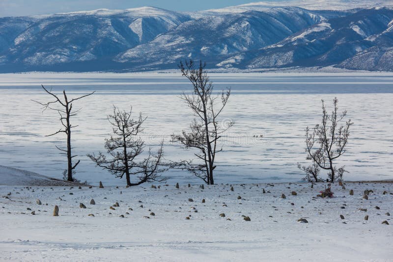 An Ancient Dark Trees Silhouettes of Dry Trees in a White Snow on a ...