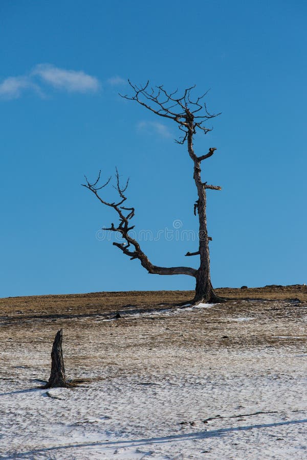 An Ancient Dark Trees Silhouettes of Dry Trees in a White Snow on a ...