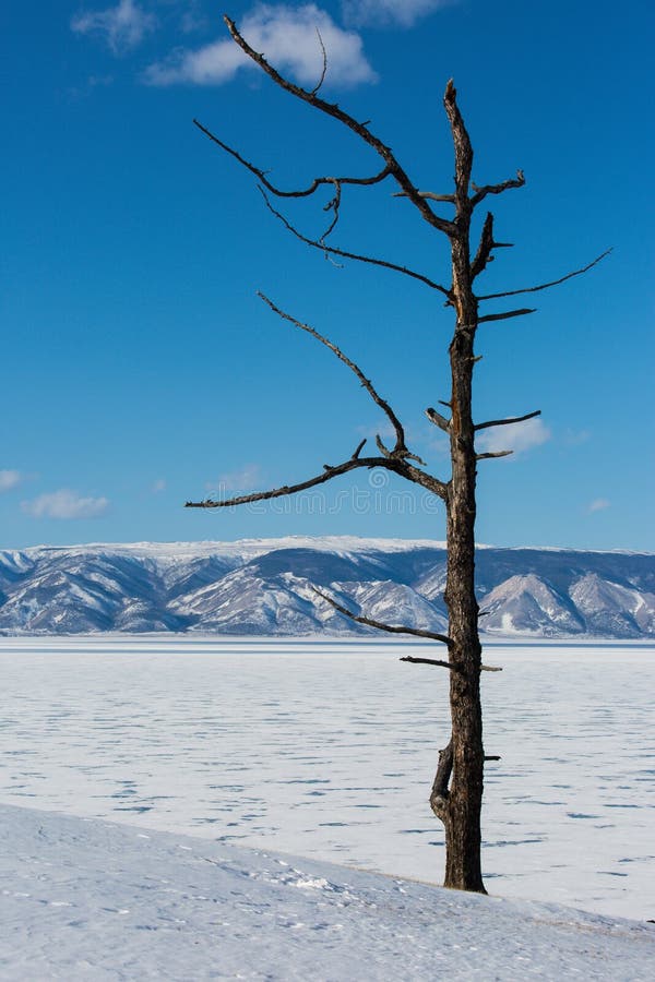 An Ancient Dark Trees Silhouettes of Dry Trees in a White Snow on a ...