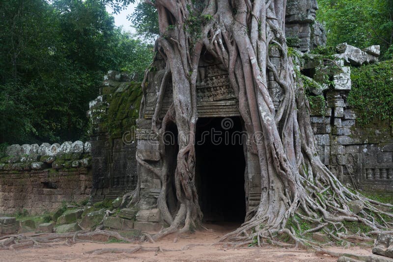Ancient Door Entangled with Old Trees Around in Ankgor Wat Mossy Stock ...