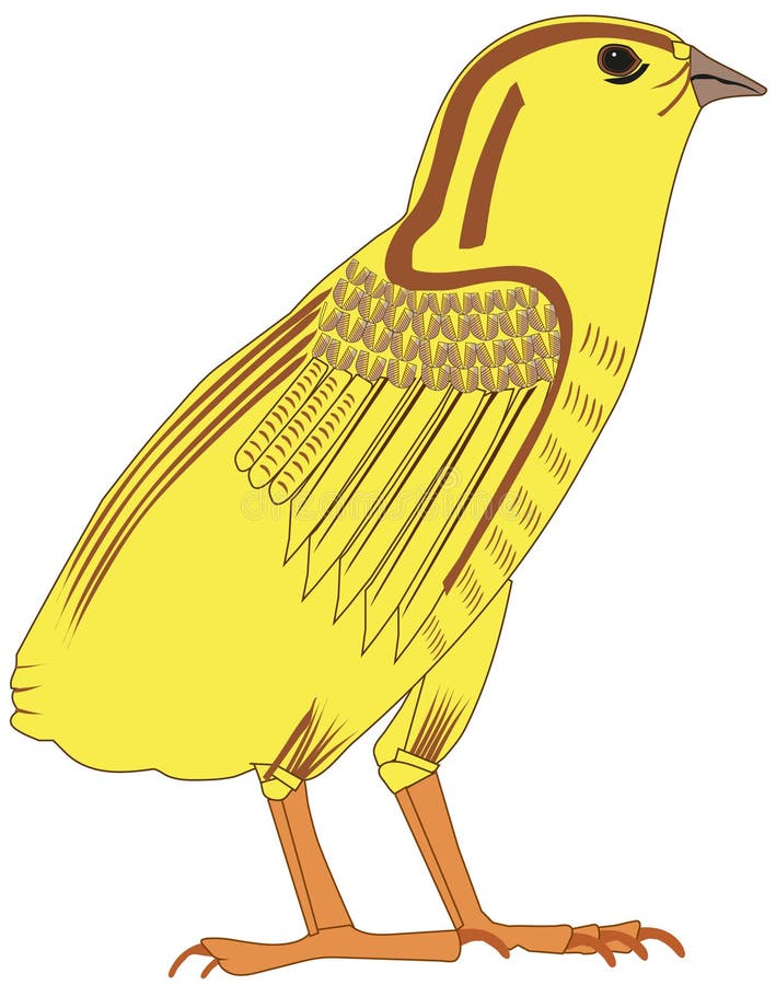 Ancient Egyptian Quail stock illustration. Illustration of drawing ...
