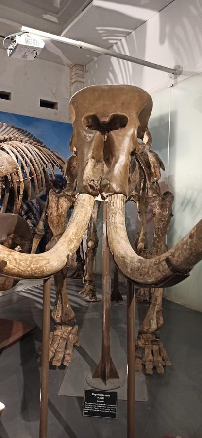 Ancient Elephant Fossils, Geology Museum Indonesia Editorial Stock ...