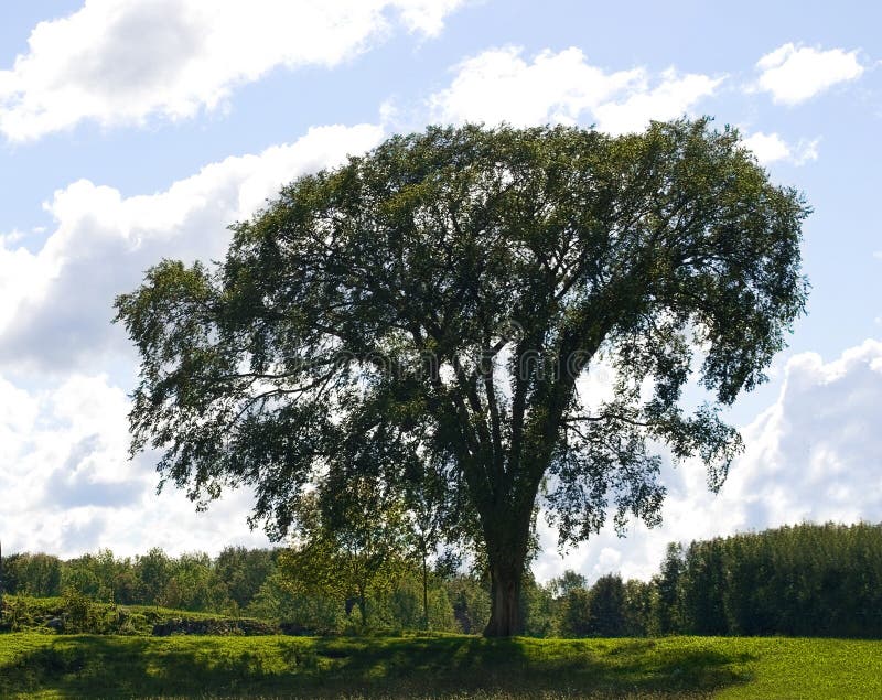 Ancient elm tree stock photo. Image of trunk, tree, leaves - 3194148