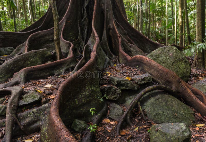 Ancient Fig Tree Roots and Buttresses Stock Photo - Image of buttresses ...