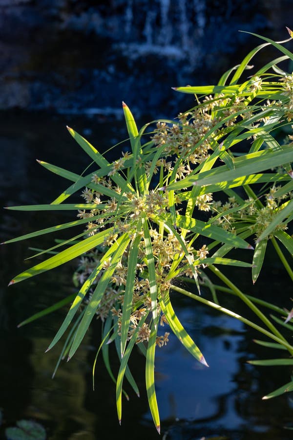 Ancient Flora, Green Papyrus Plant Growing in Water Stock Photo - Image ...