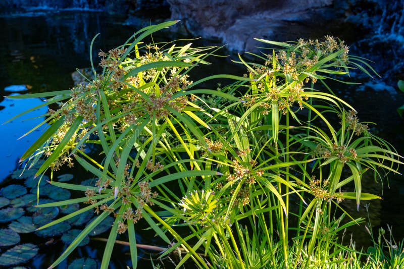 Ancient Flora, Green Papyrus Plant Growing in Water Stock Photo - Image ...