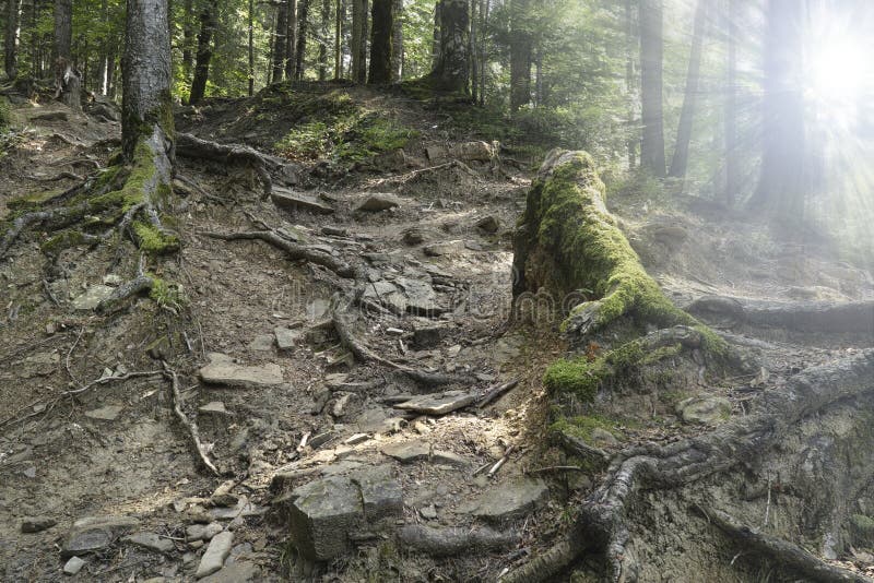 Ancient forest stock image. Image of green, fresh, logs - 44165817