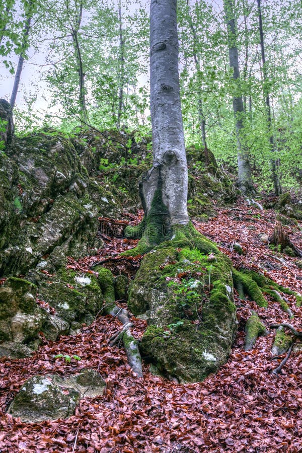 Ancient forest stock image. Image of ancient, trunk, tree - 55328535