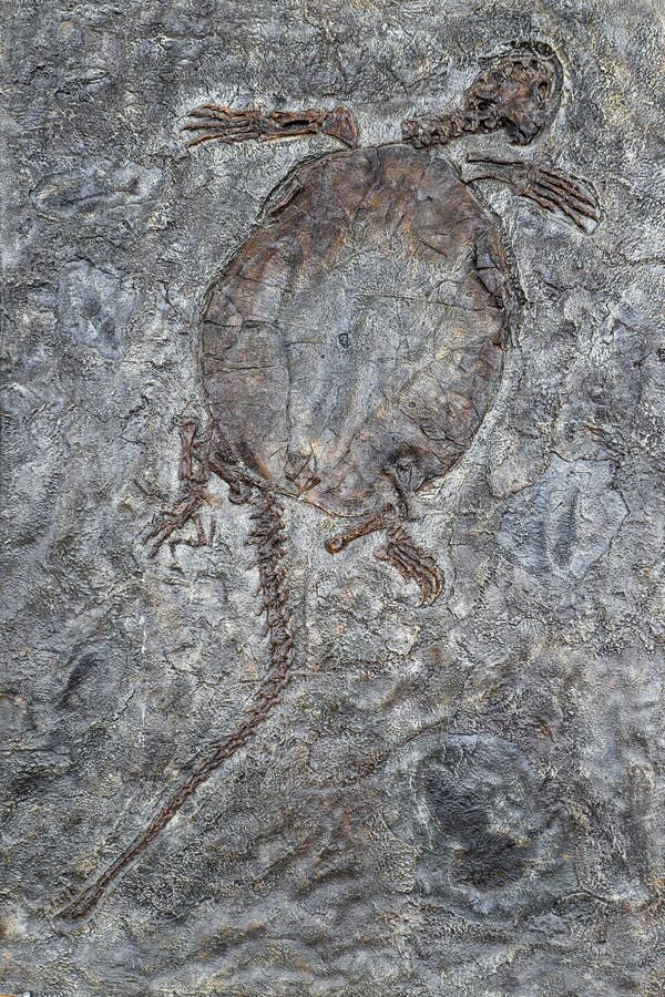 Ancient Fossil. Fossil of a Prehistoric Turtle Stock Photo - Image of ... Ancient Fossil. Fossil of a Prehistoric Turtle Stock Photo - Image of ...