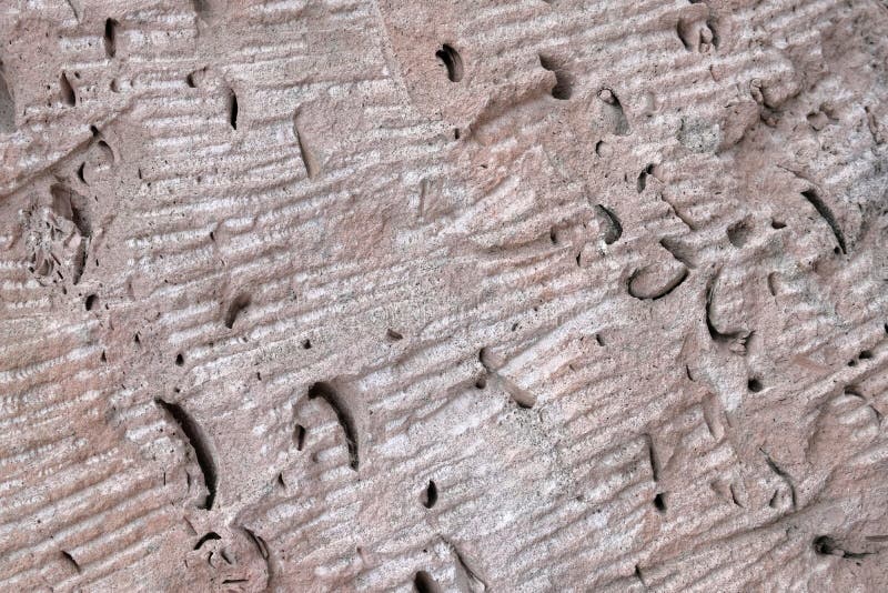 Ancient fossil stock image. Image of evolution, prehistoric - 31885379