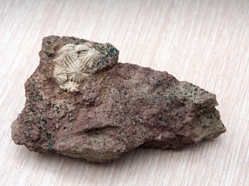 Ancient Fossilized Echinoderms Stock Image - Image of echinoderm, bones ...