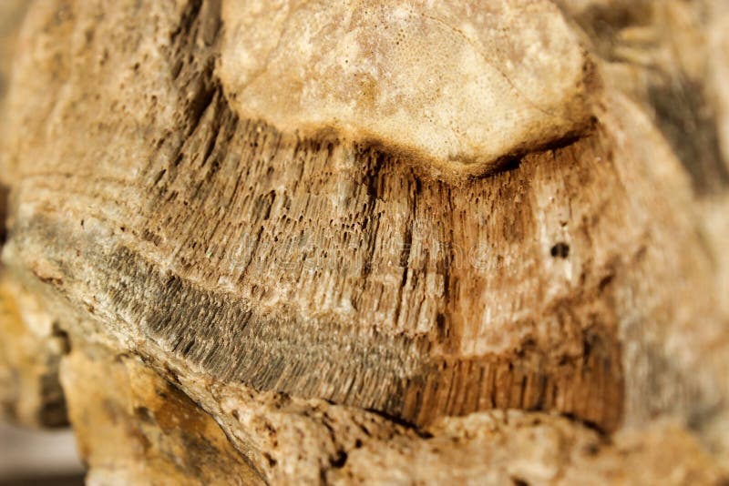 Ancient Fossilized Rock Close Up. Archaeological Research Stock Image ...