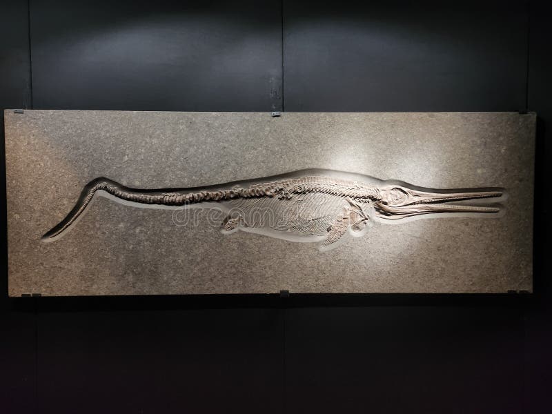 Ancient Fossilized Small Ichthyosaur with Shadow - Mounted Skeleton ...