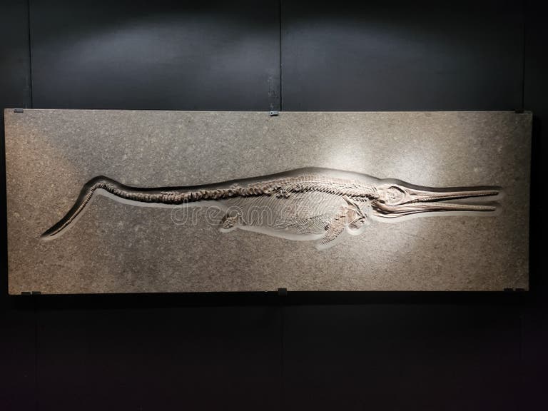 Ancient Fossilized Small Ichthyosaur with Shadow - Mounted Skeleton ...