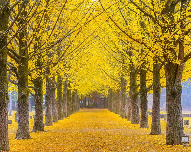 Ancient Gate and Door Lock of Korean Palace Closeup. Stock Photo ...