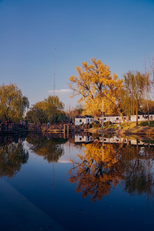 Ancient Ginkgo Trees in the Chinese Garden in Autumn Stock Image ...