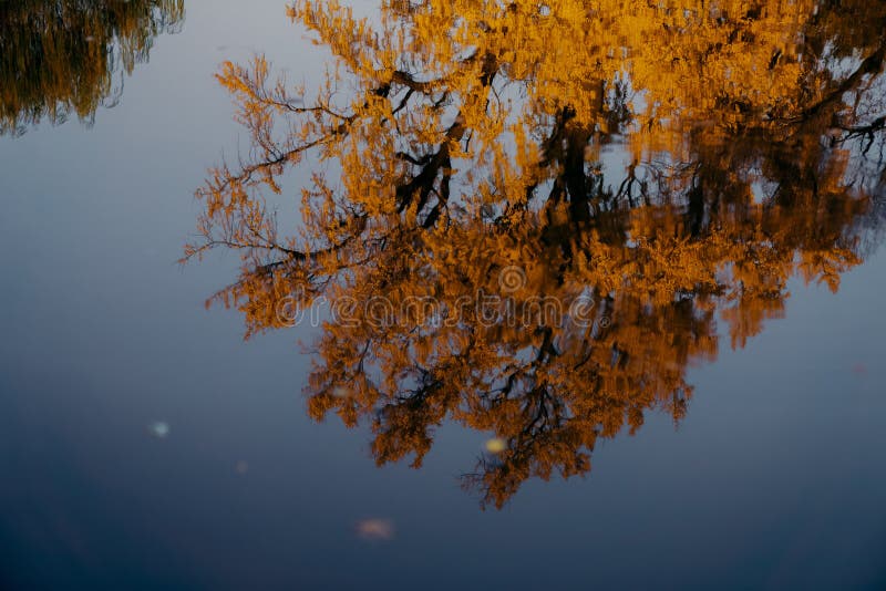 Ancient Ginkgo Trees in the Chinese Garden in Autumn Stock Image ...