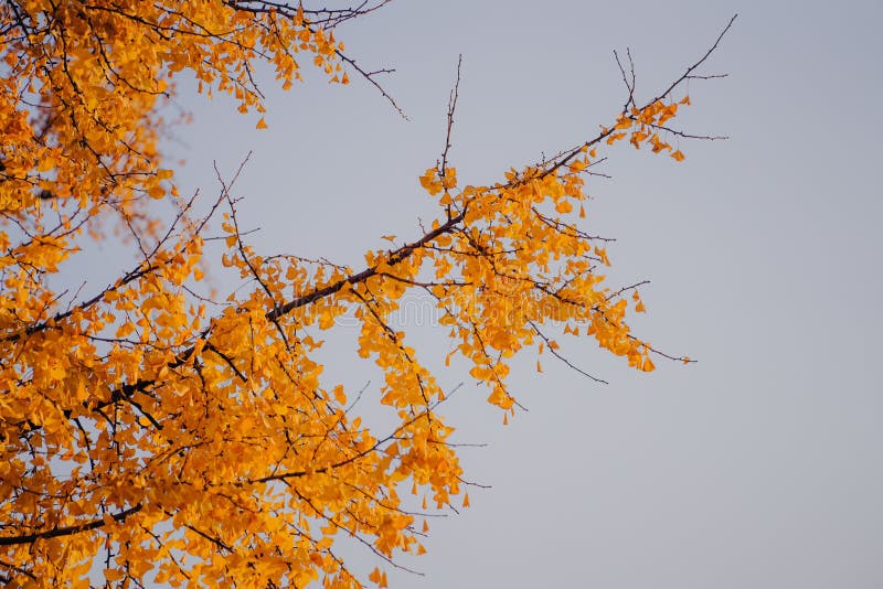 Ancient Ginkgo Trees in the Chinese Garden in Autumn Stock Photo ...