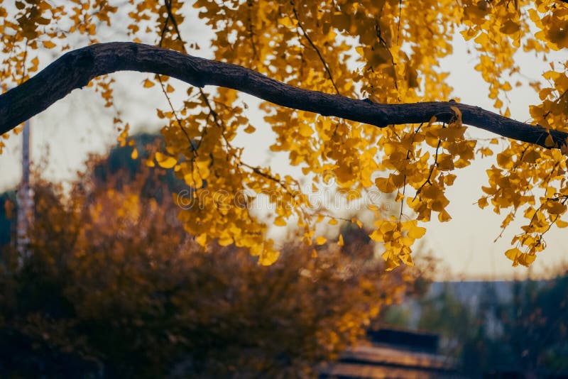 Ancient Ginkgo Trees in the Chinese Garden in Autumn Stock Image ...