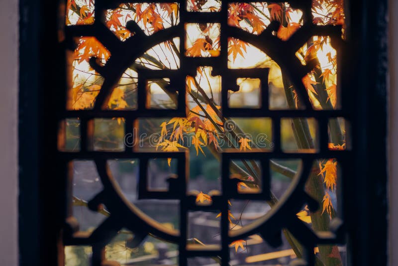 Ancient Ginkgo Trees in the Chinese Garden in Autumn Stock Image ...