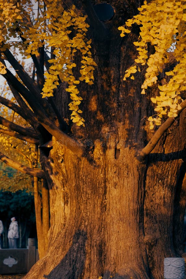 Ancient Ginkgo Trees in the Chinese Garden in Autumn Stock Photo ...